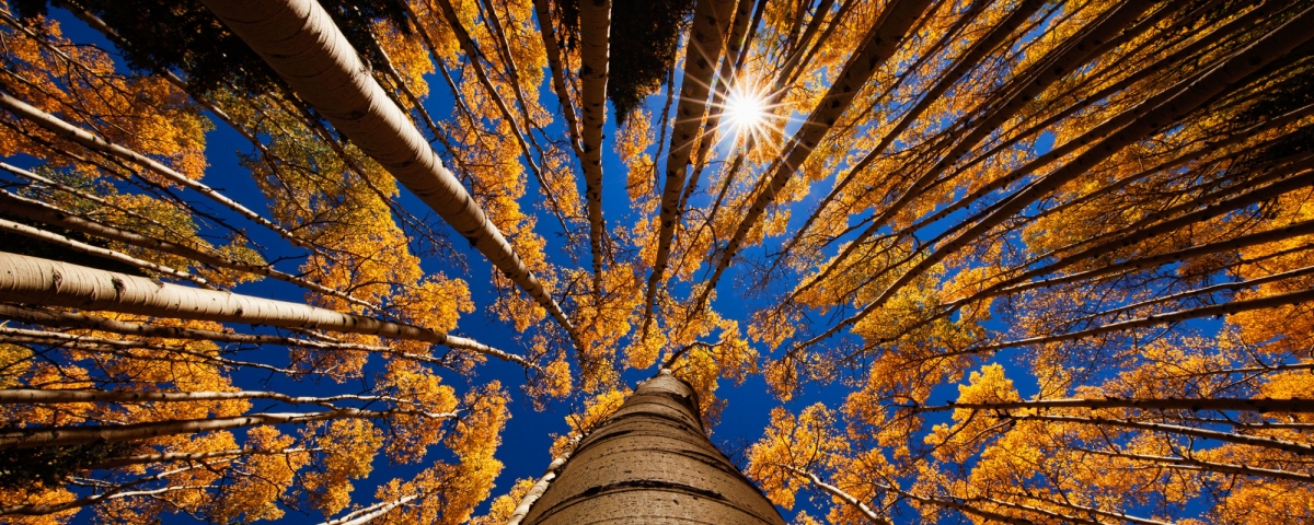 ISGE – The International Society for Gynecologic Endoscopy