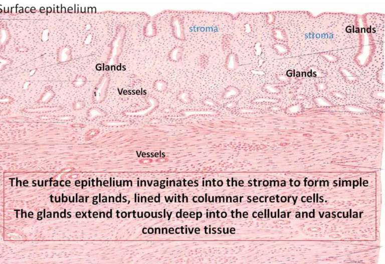 Description of the Endometrium at the different phases of the Menstrual ...